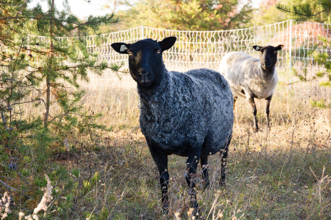 Gotland Sheep – Namekagon Valley Farm & Studio